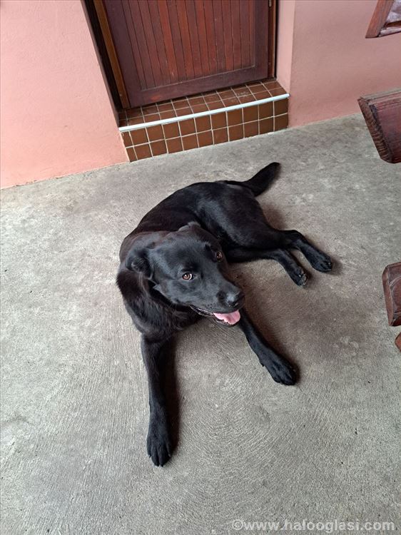 Labrador retriver, mlad pas poklanjam | Halo Oglasi