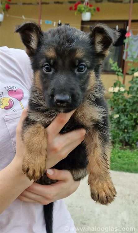 Nemački ovčar, štene | Halo Oglasi