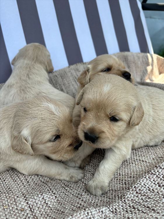 Zlatni retriver, štene | Halo Oglasi