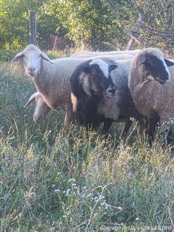 Romanovski ovan (umatičen) | Halo Oglasi