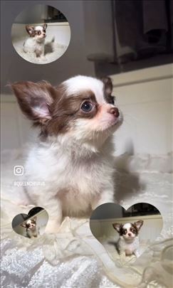 Prodaja pasa i psi na poklon Čivava | Halo oglasi