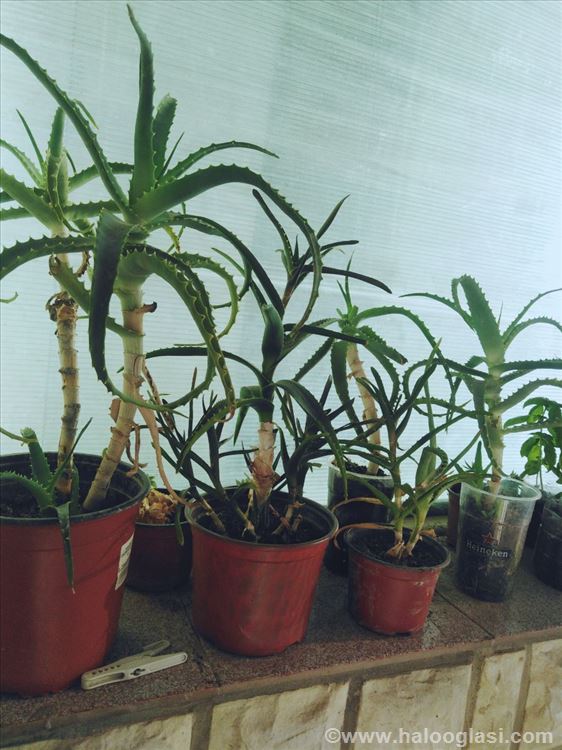 Aloja kaktusi | Halo Oglasi