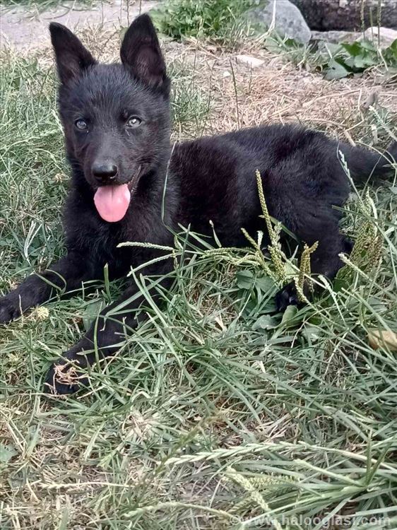 Crni Nemački ovčar | Halo Oglasi