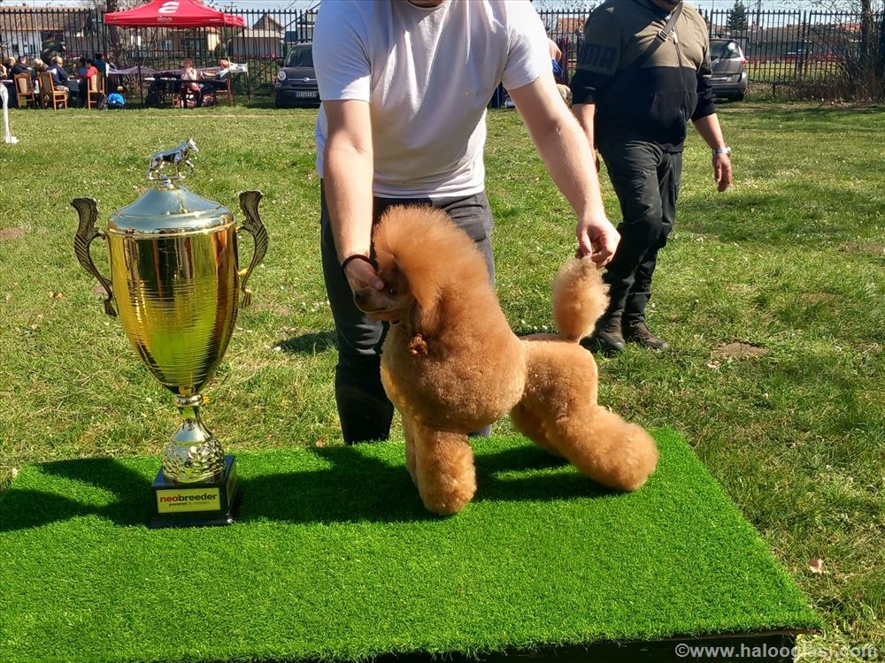 Pudle toy i patuljaste | Halo Oglasi