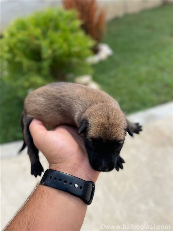 Belgijski ovčar (Malinoa) štenci rezervacija | Halo Oglasi