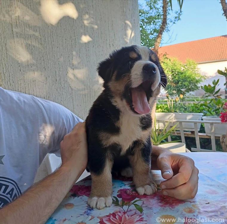 Bernski pastirski pas, štene | Halo Oglasi