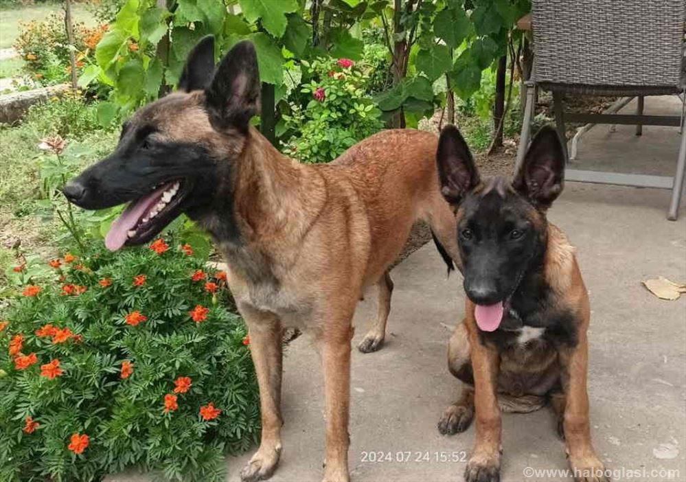 Belgijski Ovčar - Malinoa, štenci muški u ponudi | Halo Oglasi