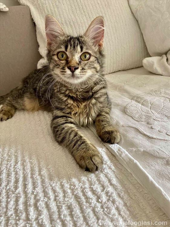 Čupka mala maca mače trazi dom | Halo Oglasi