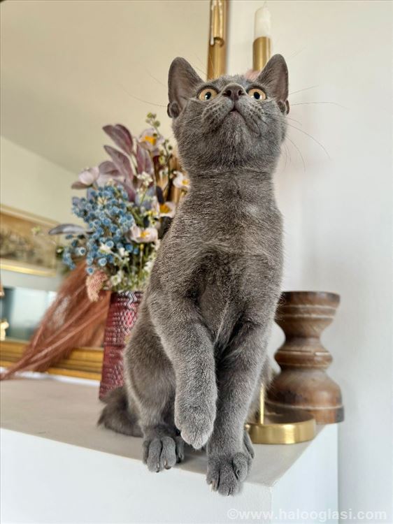 Blue malo rusko placo mace siva maca trazi dom | Halo Oglasi