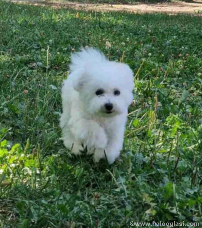 Stene bisona,zenka,na prodaju | Halo Oglasi