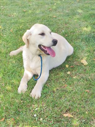 Prodaja pasa i psi na poklon Labrador retriver | Halo oglasi