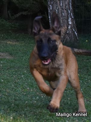 Prodaja pasa i psi na poklon Malinoa, Belgijski ovčar | Halo oglasi