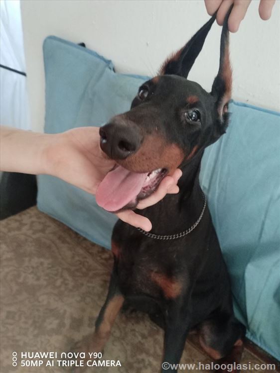 Doberman, štene | Halo Oglasi