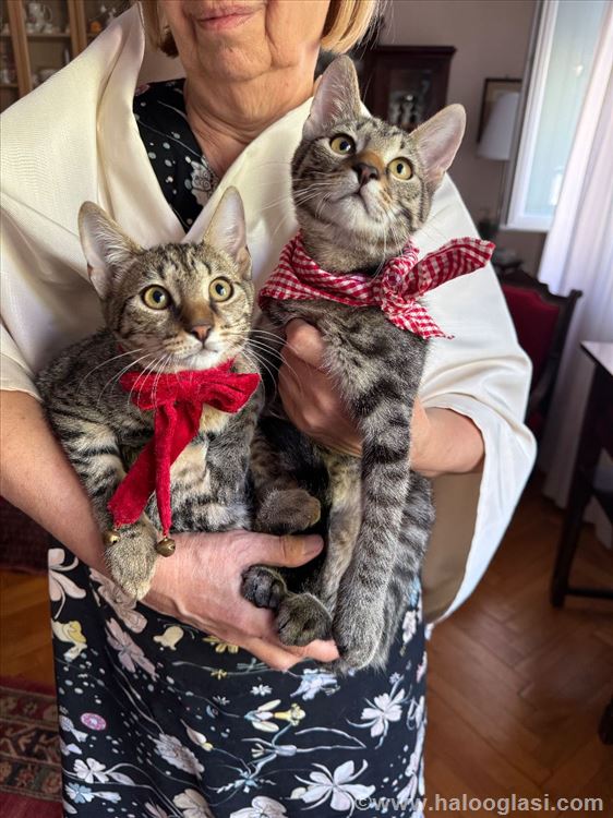 Zoi i Mimi, tigrasto prelepo mače maca trazi dom | Halo Oglasi