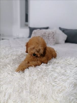 Prodaja pasa i psi na poklon Pudla | Halo oglasi