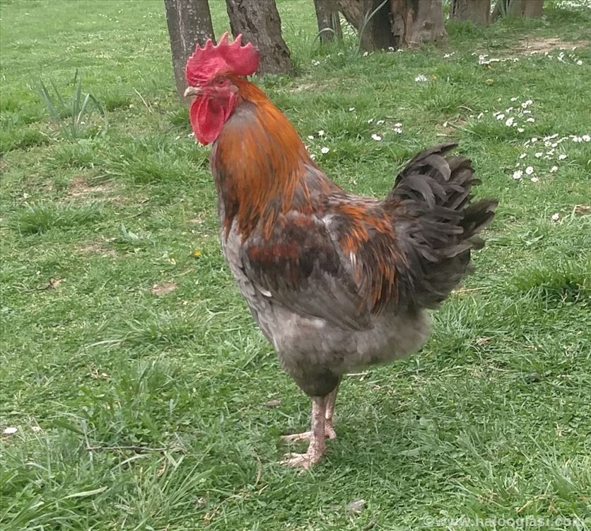 Unikatni petao - Plavi Marans | Halo Oglasi