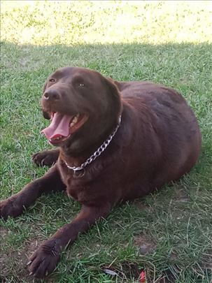 Prodaja pasa i psi na poklon Labrador retriver | Halo oglasi