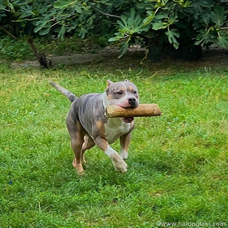 Pit bul terijer, odrastao pas | Halo Oglasi