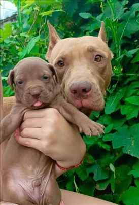 Prodaja pasa i psi na poklon Pit bul terijer | Halo oglasi