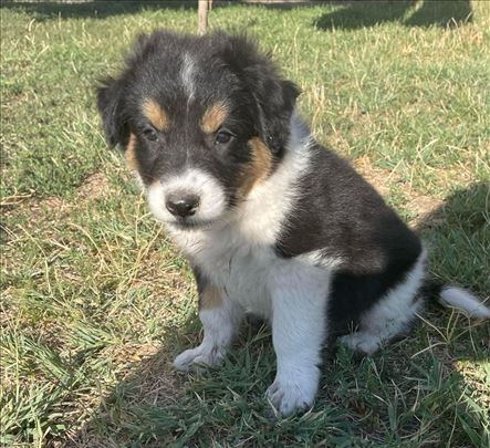 Prodaja pasa i psi na poklon Border koli | Halo oglasi