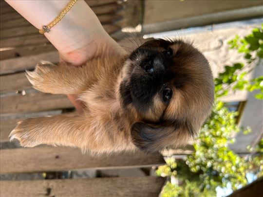 Prodaja pasa i psi na poklon Pekinezer | Halo oglasi