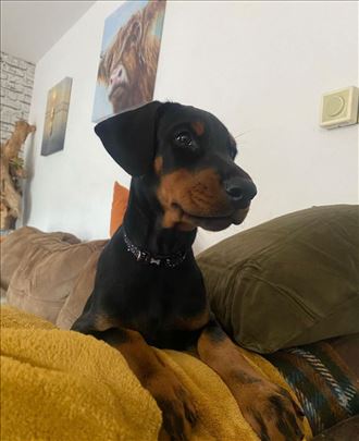 Prodaja pasa i psi na poklon Doberman | Halo oglasi