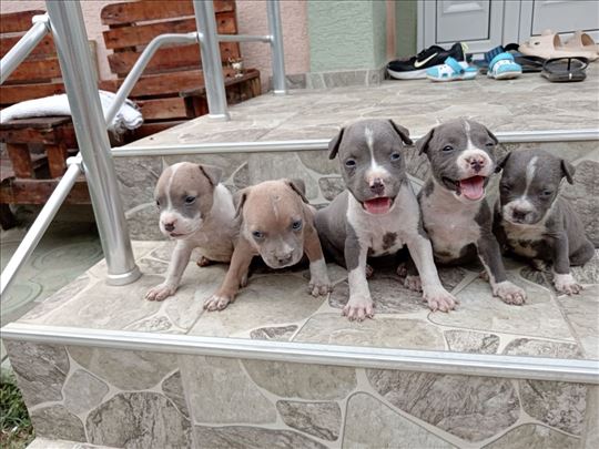 Prodaja pasa i psi na poklon Pit bul terijer | Halo oglasi