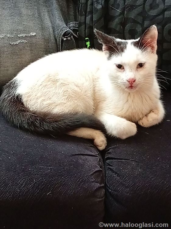 Čuvanje mačaka | Halo Oglasi