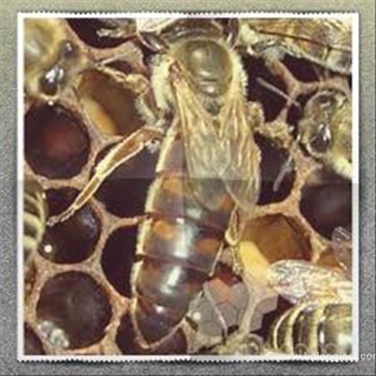 Pčelinje matice | Halo Oglasi