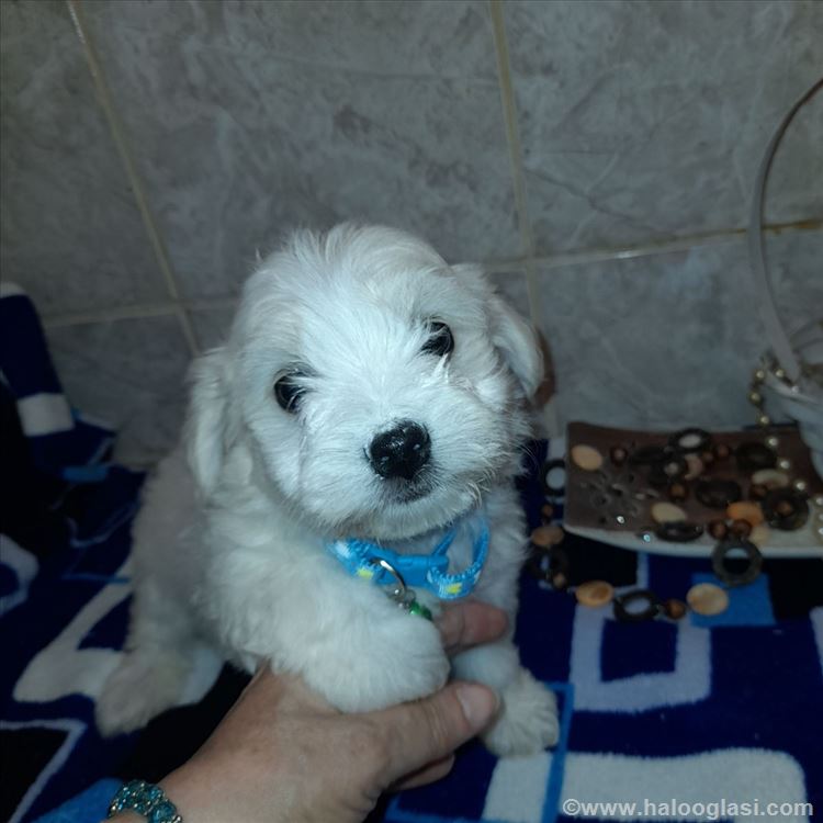 Beba čivave i maltezera, dečak | Halo Oglasi