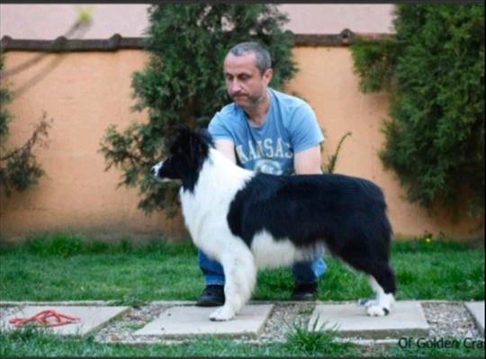 Prodaja pasa i psi na poklon Border koli | Halo oglasi