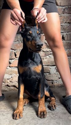 Prodaja pasa i psi na poklon Doberman | Halo oglasi