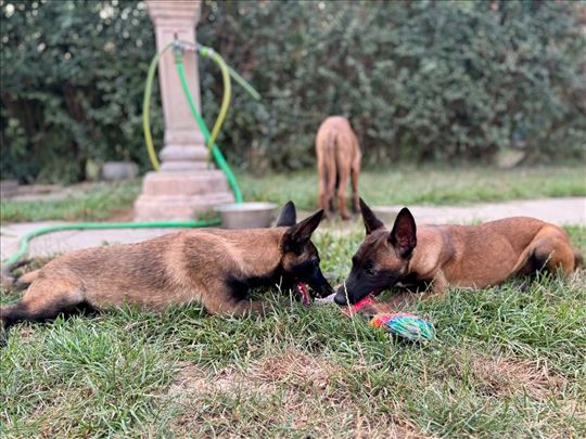Prodaja pasa i psi na poklon Malinoa, Belgijski ovčar | Halo oglasi