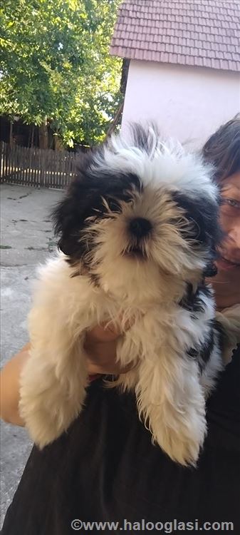 Ši-cu, decak | Halo Oglasi