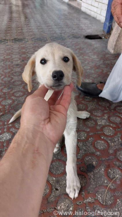 Mešanac labradora, Lenka | Halo Oglasi