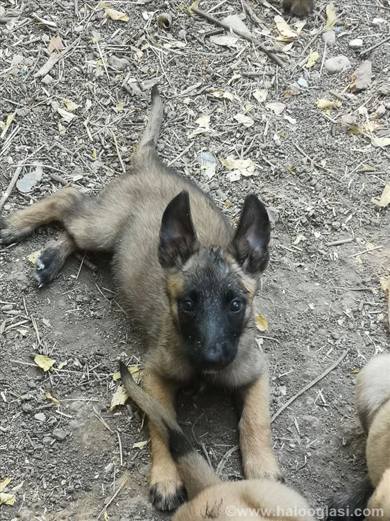 Prodajem štence Malinoa - Belgijski ovčar | Halo Oglasi