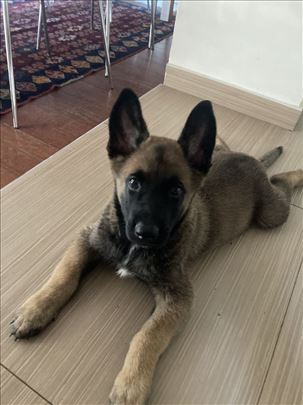 Prodaja pasa i psi na poklon Malinoa, Belgijski ovčar | Halo oglasi