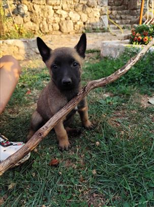 Prodaja pasa i psi na poklon Malinoa, Belgijski ovčar | Halo oglasi