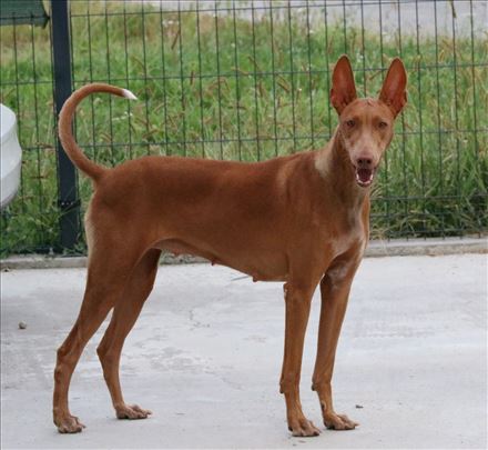 Prodaja pasa i psi na poklon Faraonski pas | Halo oglasi