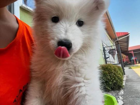 Prodaja pasa i psi na poklon Samojed | Halo oglasi