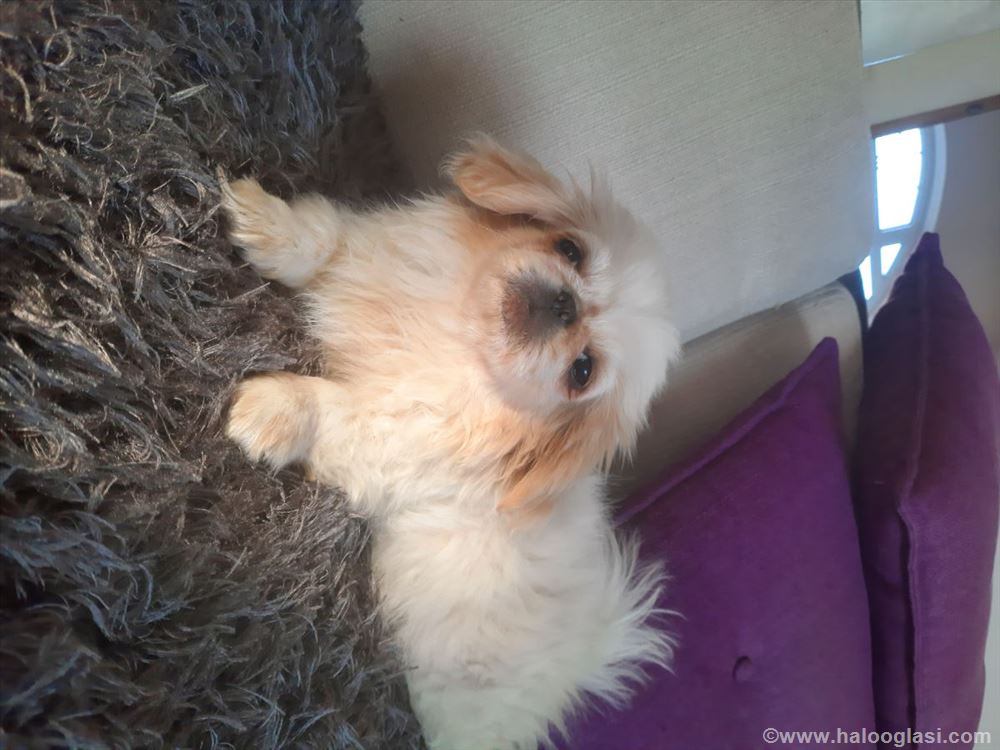Pekinezer, štene | Halo Oglasi