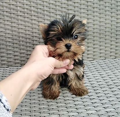 Prodaja pasa i psi na poklon Jorkširski terijer | Halo oglasi