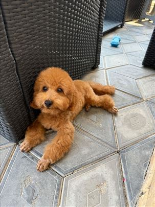 Prodaja pasa i psi na poklon Pudla | Halo oglasi