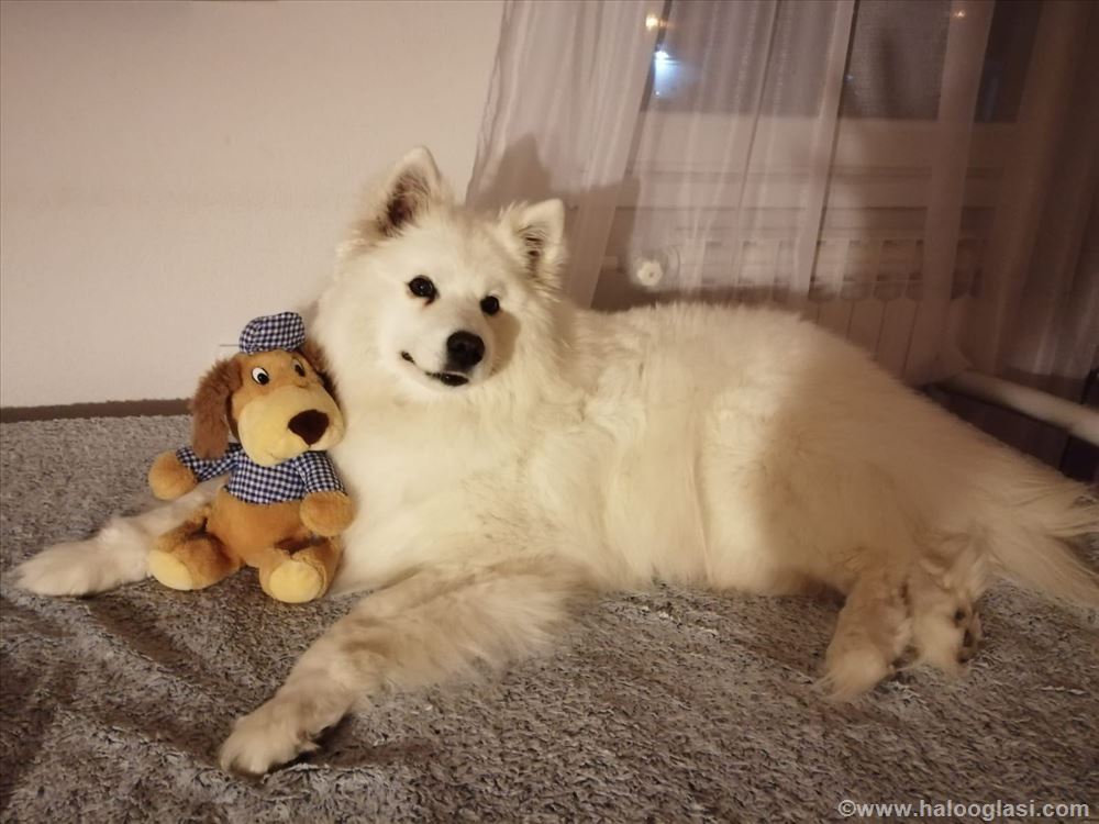 Čuvanje pasa i kućnih ljubimaca | Halo Oglasi