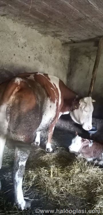 Prodajem umaticenu junicu ili umaticenu kravu | Halo Oglasi