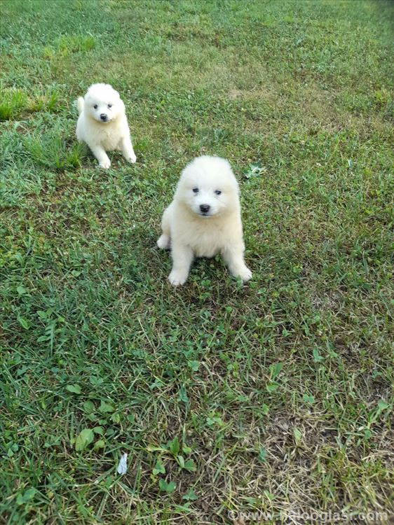 Samojed, štene | Halo Oglasi