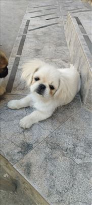 Prodaja pasa i psi na poklon Pekinezer | Halo oglasi