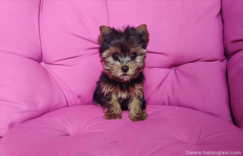 Jorkširski terijer,mini jorki štenci ,top kvalitet | Halo Oglasi