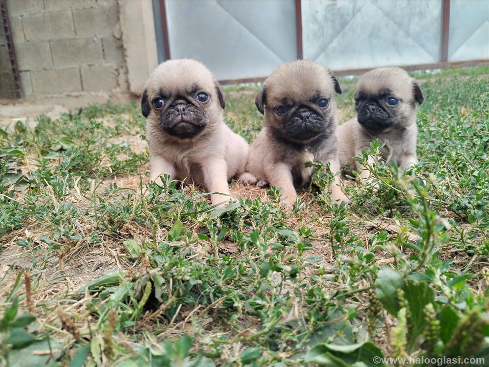 Mops, štene | Halo Oglasi