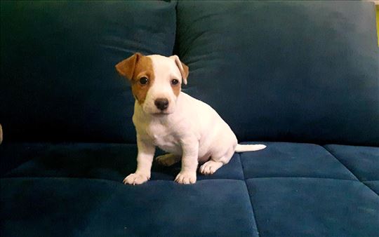 Prodaja pasa i psi na poklon Džek Rasel terijer | Halo oglasi